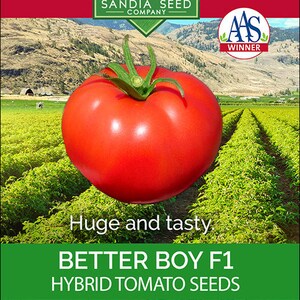 Tomato - Better Boy Hybrid Seeds - Etsy