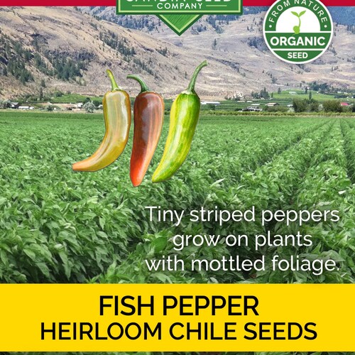 Aleppo Chile Hot Pepper Premium Seed Packet More - Etsy