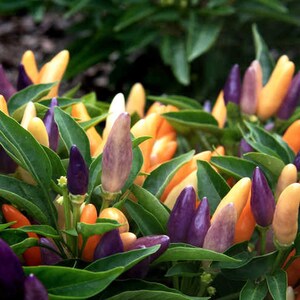 Easter Ornamental Numex Pepper Seeds - Etsy