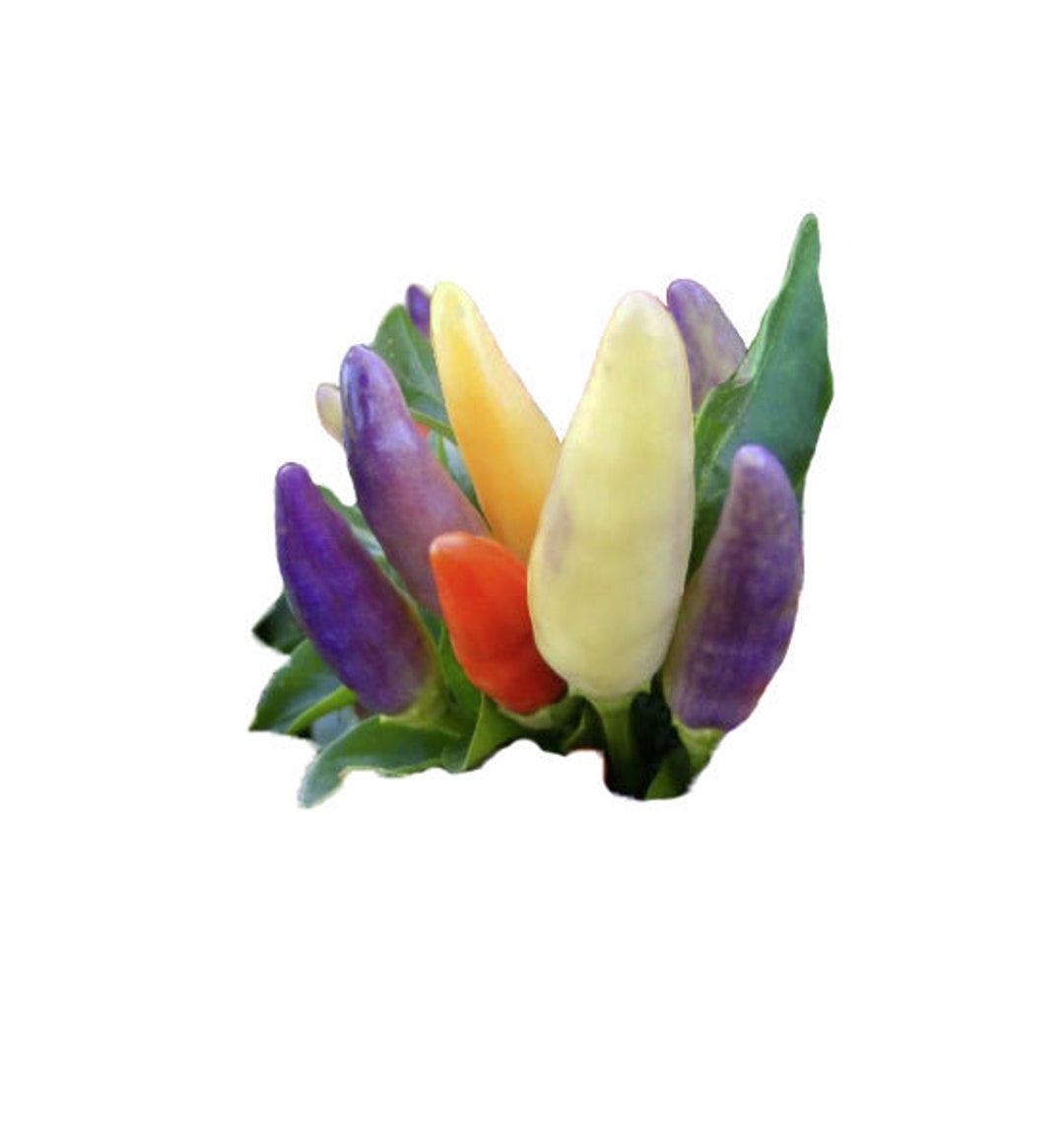 Easter Ornamental Numex Pepper Seeds - Etsy