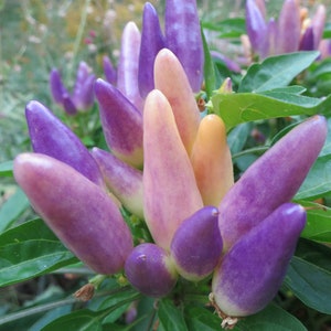 Easter Ornamental Numex Pepper Seeds - Etsy