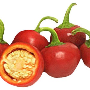 Black Habanero Heirloom Pepper Premium Seed Packet - Etsy