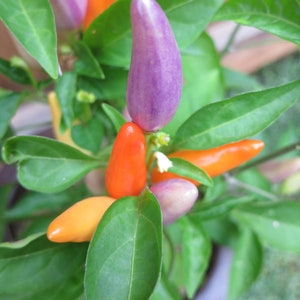 Easter Ornamental Numex Pepper Seeds - Etsy