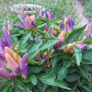 Easter Ornamental Numex Pepper Seeds - Etsy