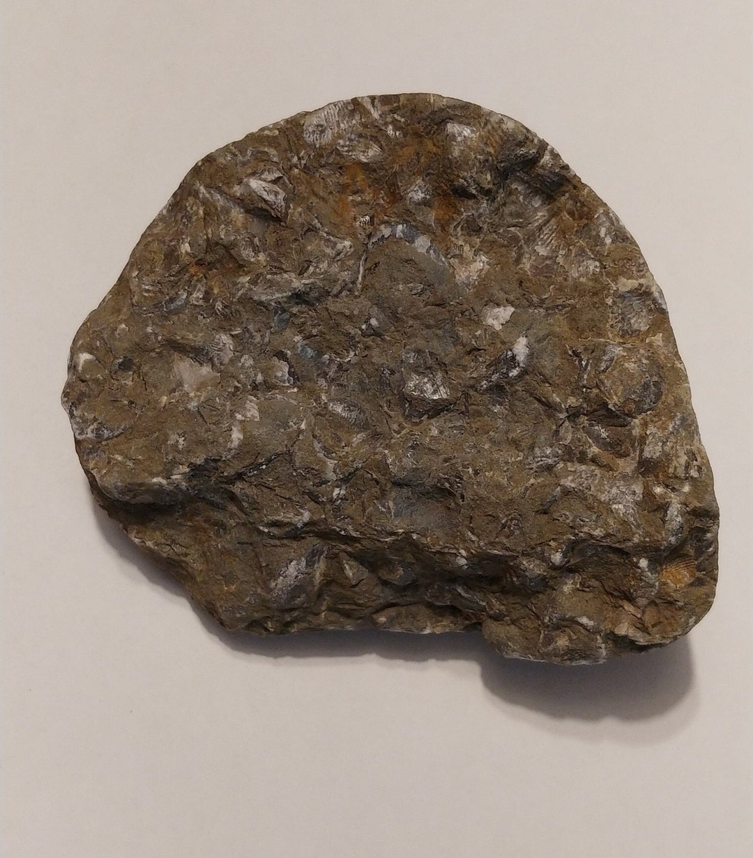 Fossil Filled Rock With Shiny Calcite Shells - Etsy