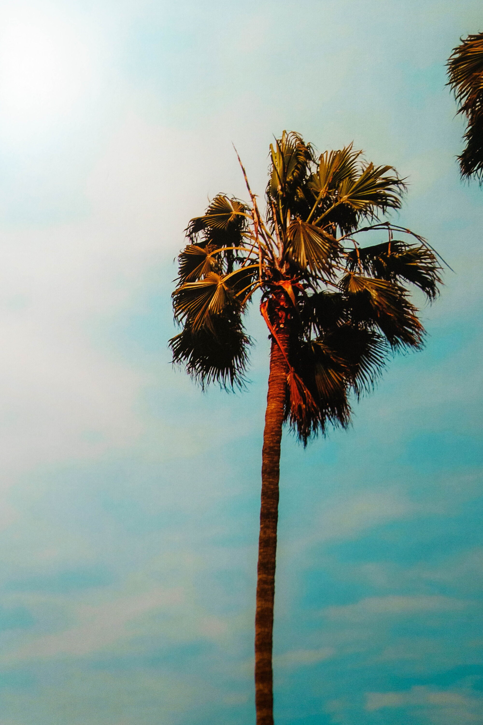 LA Palm Trees Poster A2 - Etsy