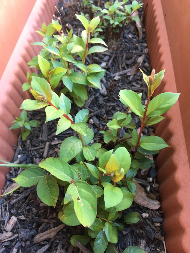 SIX Crepe Myrtle Seedlings 2-6 inches. Assorted Pink and White | Etsy