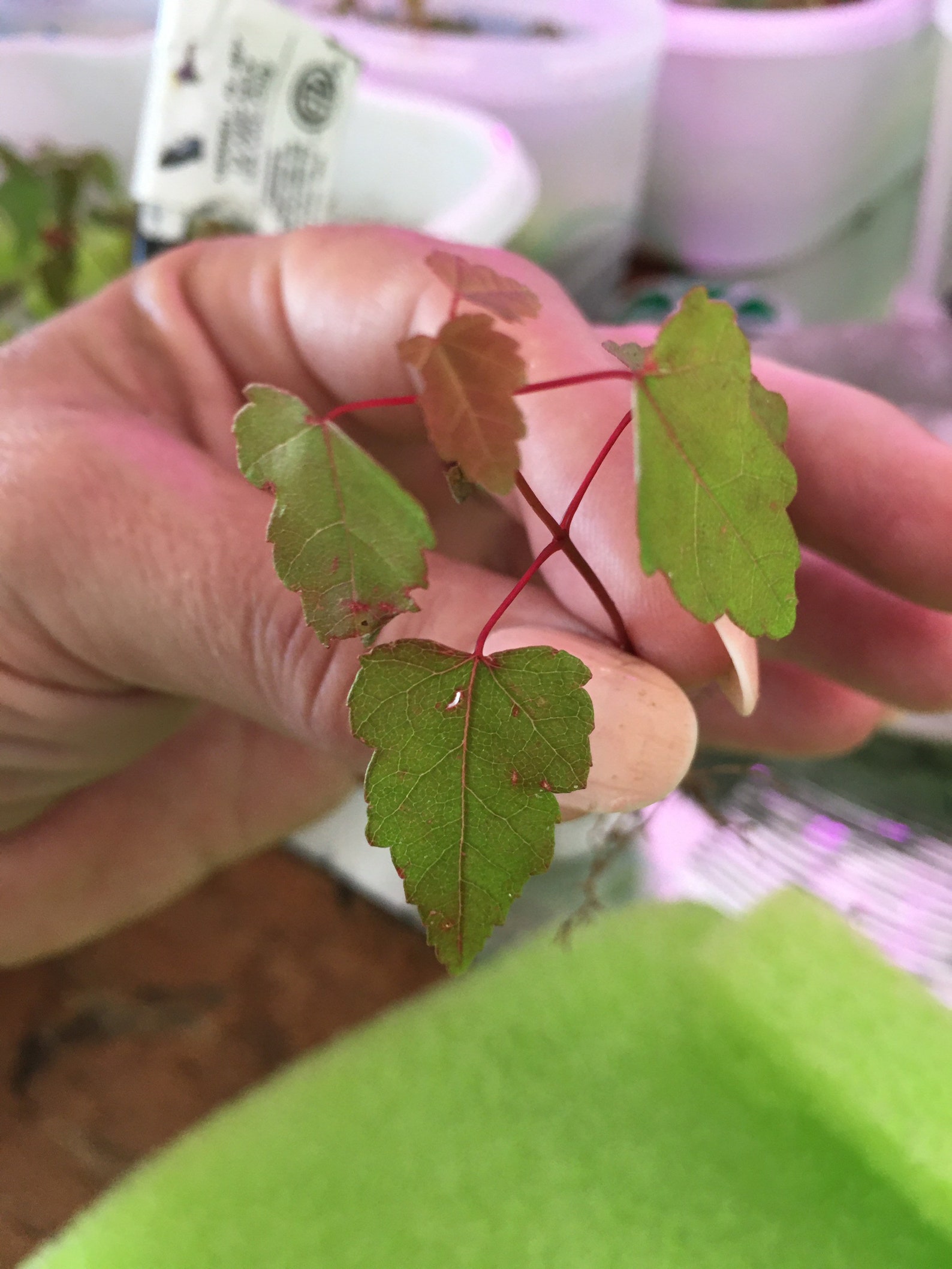 FOUR Japanese Smooth Red Maple Tree Seedlings 2-6 inches. | Etsy
