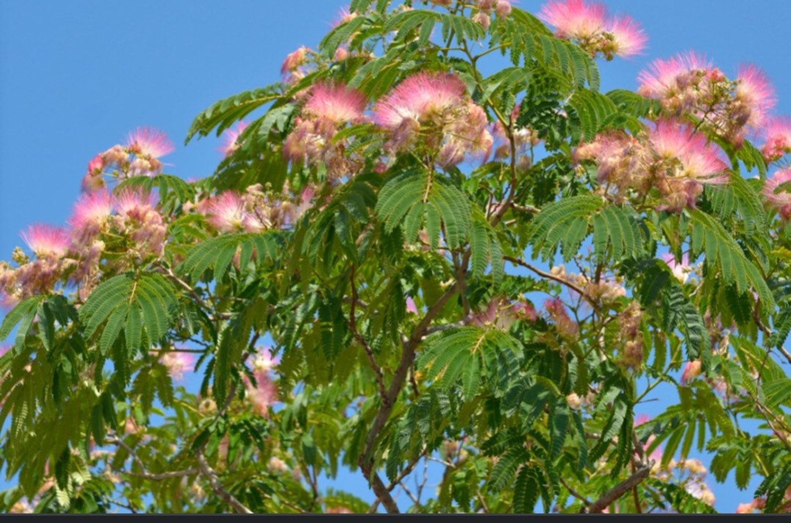 Mimosa Pudica .. también conocido como semillas de árbol de | Etsy