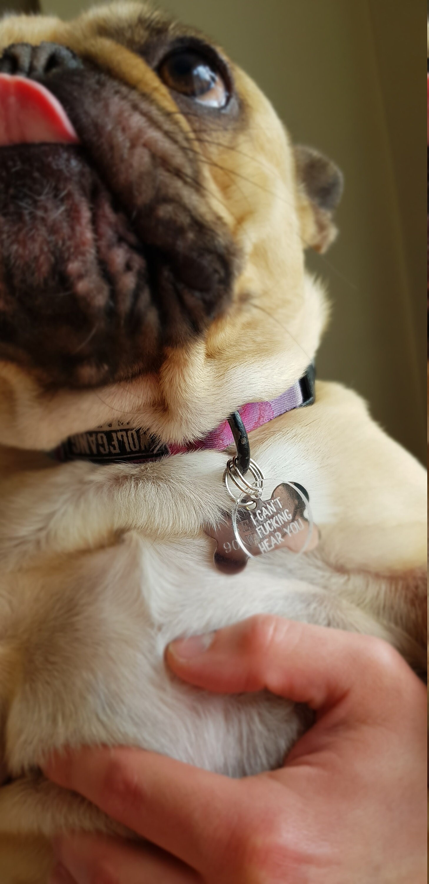 Fluffy Fucker Funny Dog Collar Charm Puppy Dog Tag UK Pet Tag Pet Lover ...
