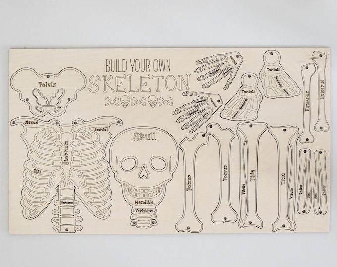 Build Your Own Skeleton Laser Cut Digital File | Cute Halloween DIY Skeleton | Skeletal Bone ...