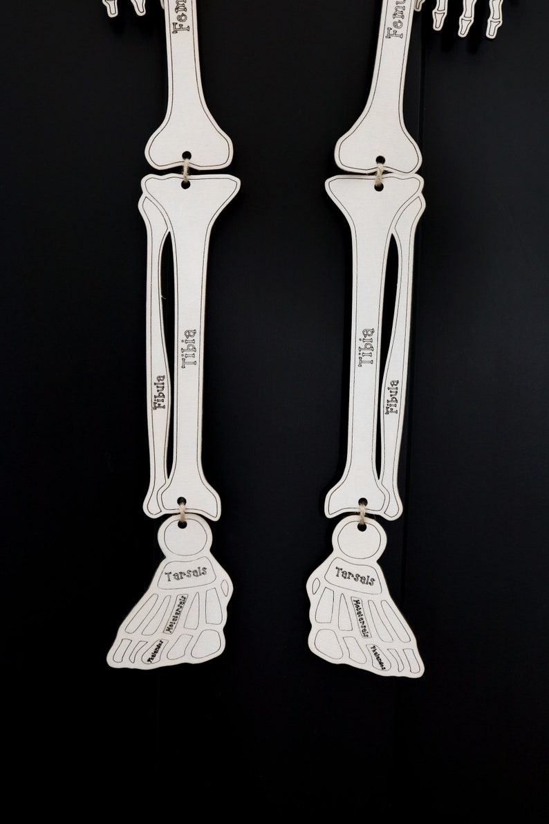 Build Your Own Skeleton Laser Cut Digital File | Cute Halloween DIY ...