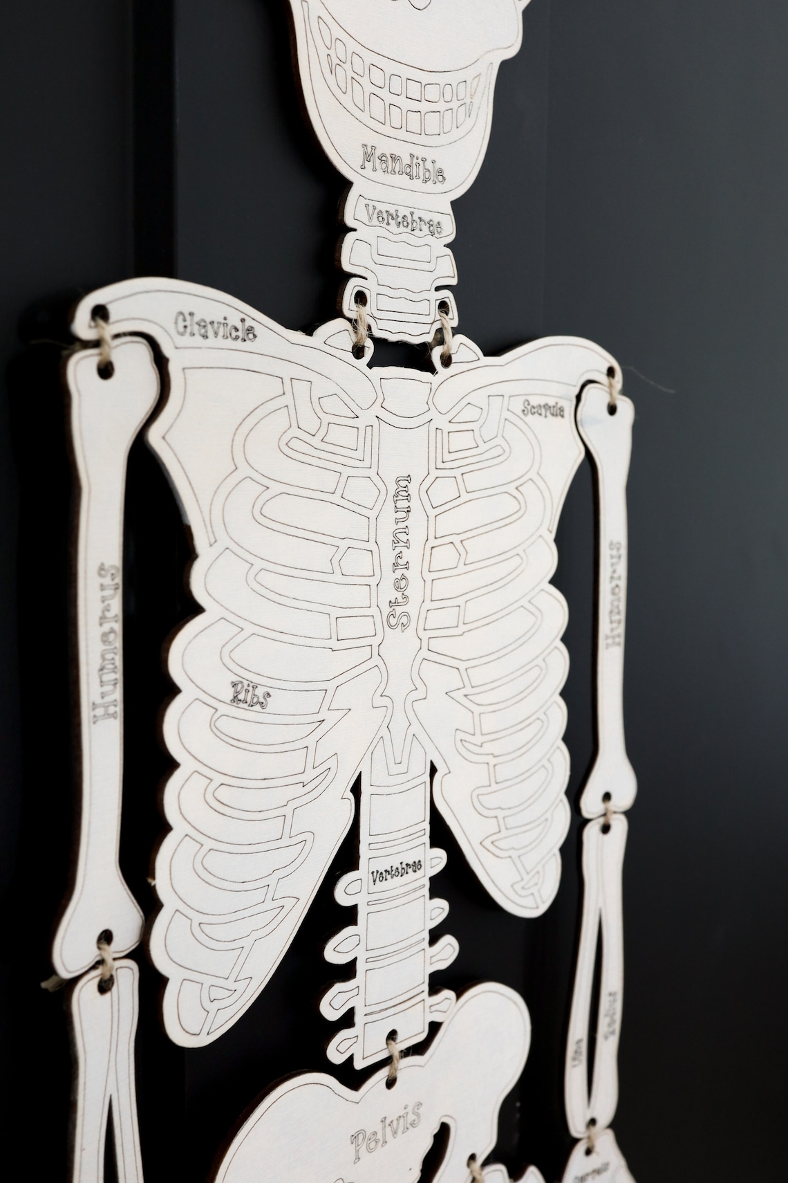 Build Your Own Skeleton Laser Cut Digital File | Cute Halloween DIY ...