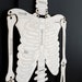 Build Your Own Skeleton Laser Cut Digital File | Cute Halloween DIY ...