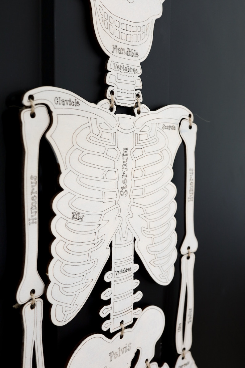 Build Your Own Skeleton Laser Cut Digital File | Cute Halloween DIY ...