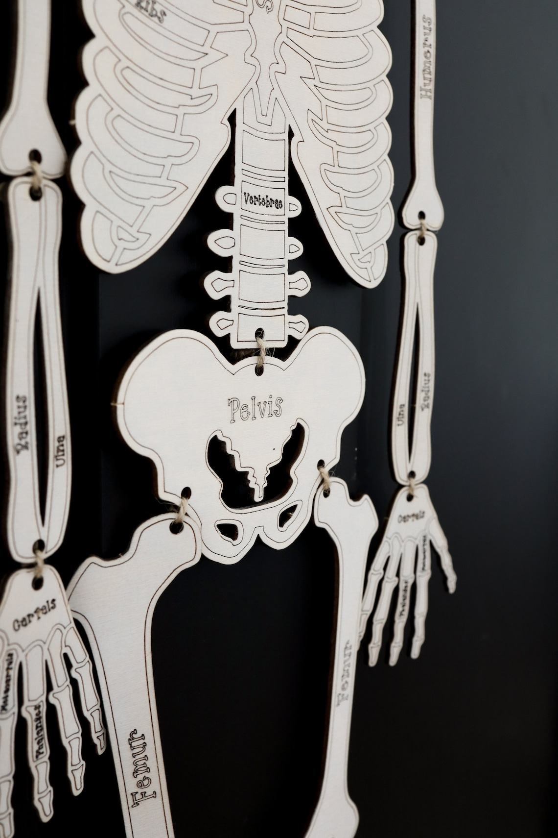 Build Your Own Skeleton Laser Cut Digital File Cute - Etsy UK