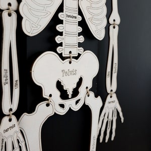 Build Your Own Skeleton Laser Cut Digital File | Cute Halloween DIY ...