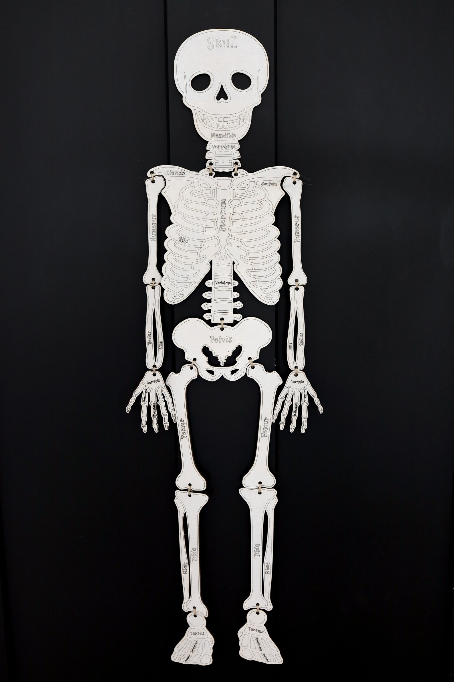 Build Your Own Skeleton Laser Cut Digital File | Cute Halloween DIY ...