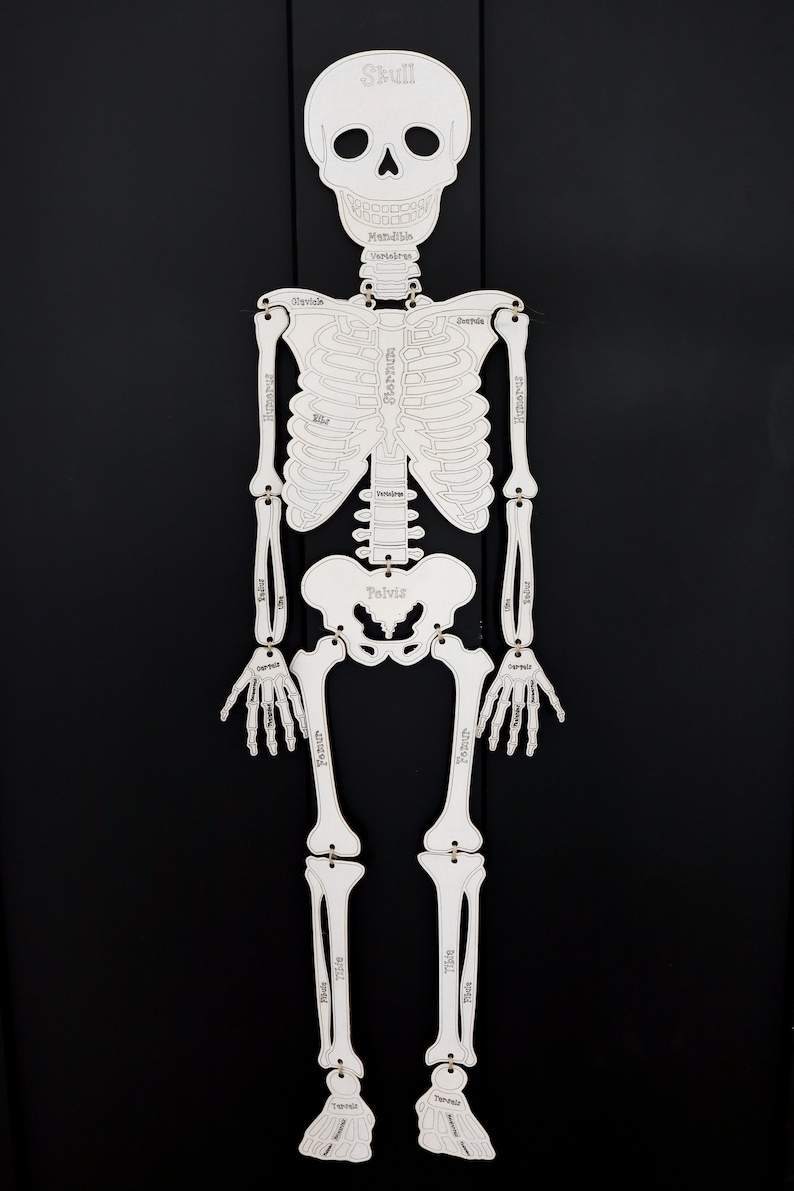 Build Your Own Skeleton Laser Cut Digital File | Cute Halloween DIY ...