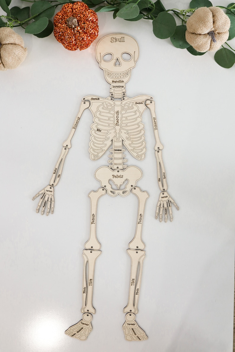 Build Your Own Skeleton Laser Cut Digital File Cute - Etsy