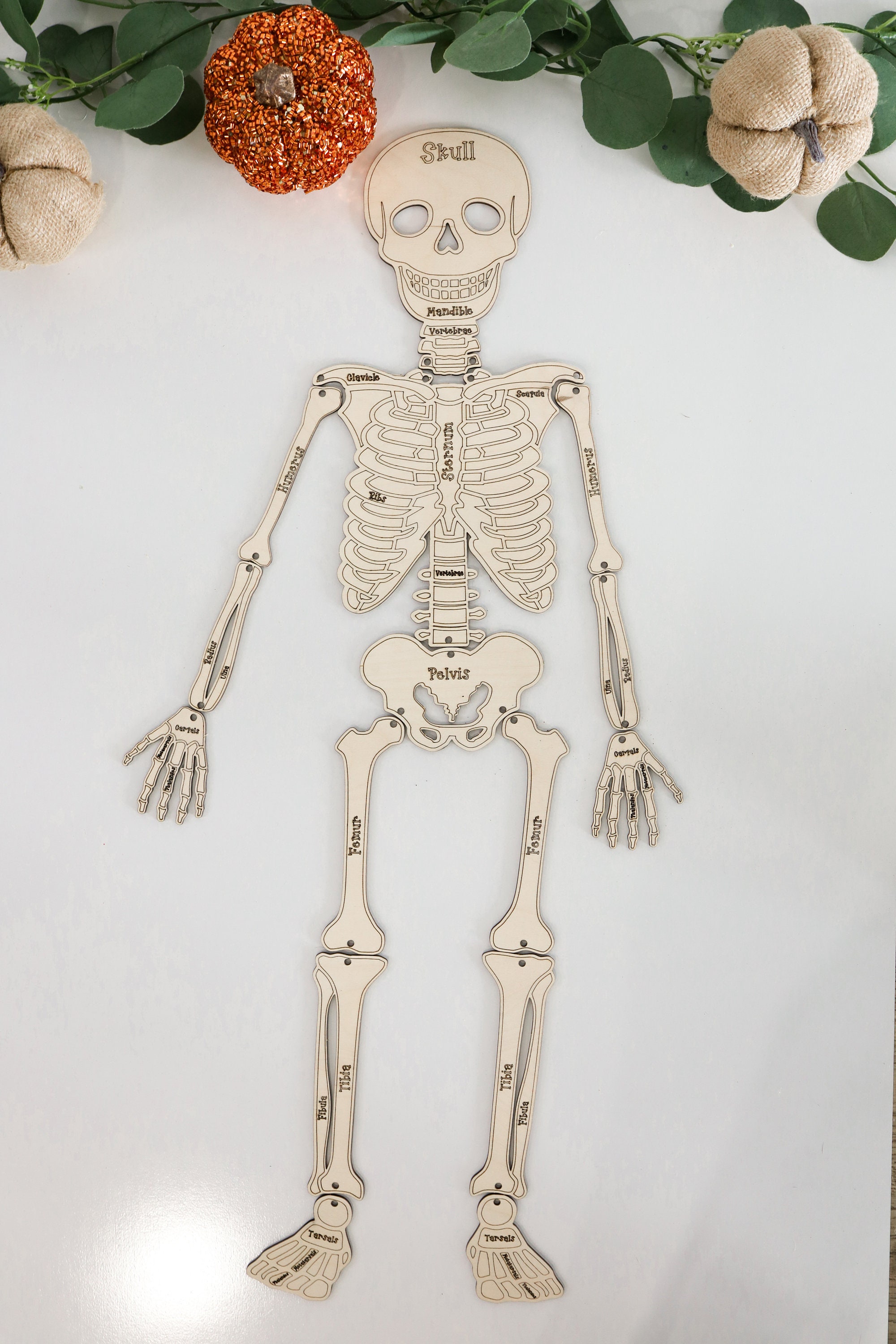 Build Your Own Skeleton Laser Cut Digital File Cute ... Build Your Own Skeleton Laser Cut Digital File Cute ...