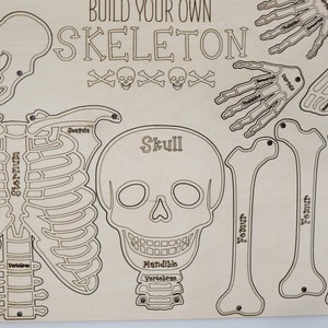 Build Your Own Skeleton Laser Cut Digital File | Cute Halloween DIY ...
