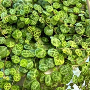 RARE Live String of Turtles Succulent Available in Multiple Sizes ...