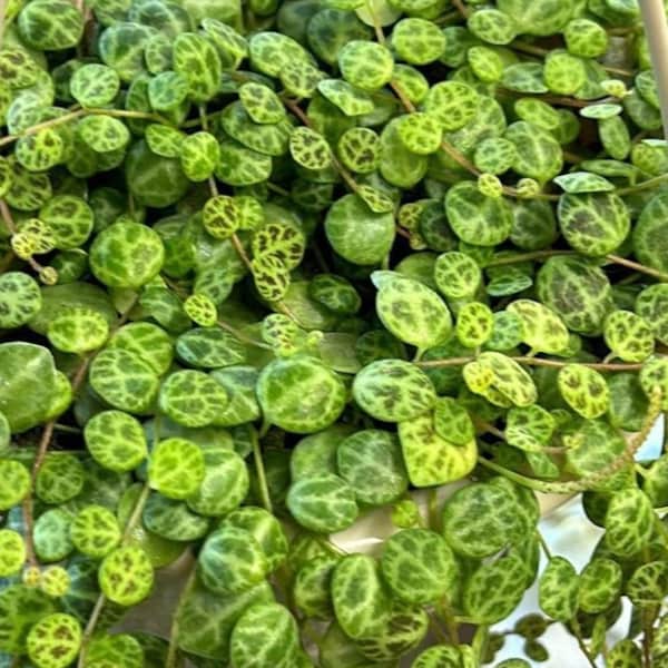 String of Turtles - Etsy