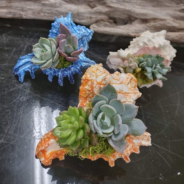 Seashell With Succulents - Etsy