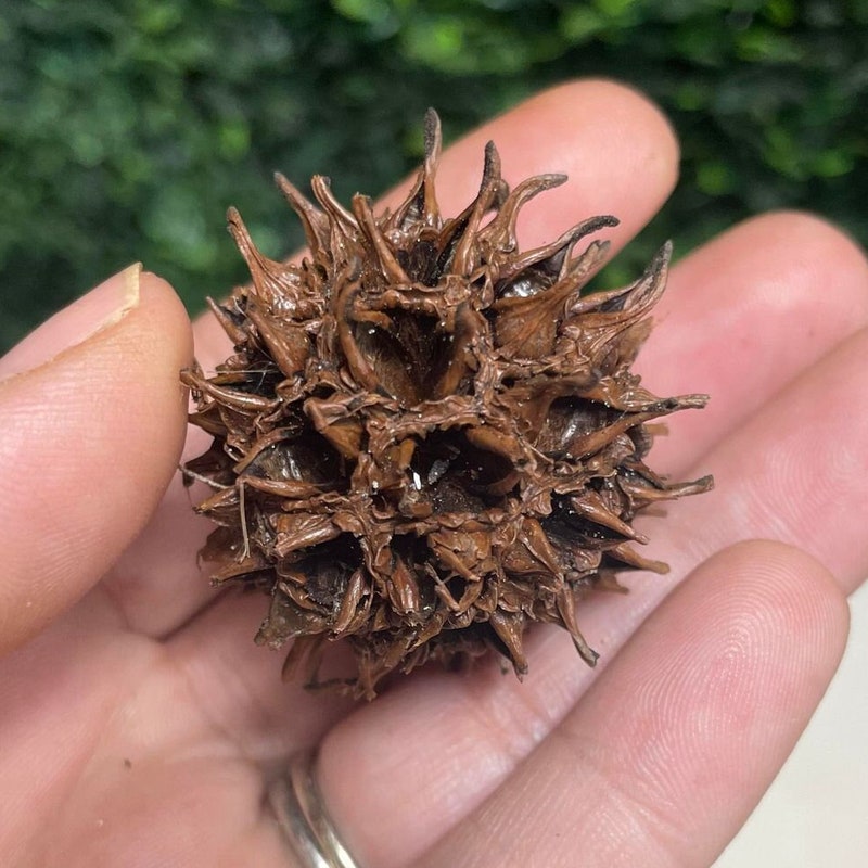 Tree Seed Pods - Etsy