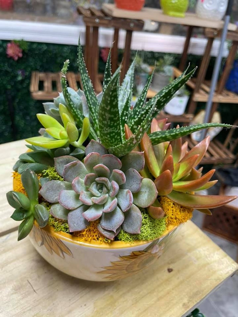 Sunflower Bowl Planter With Live Succulent Kit Live Plants - Etsy