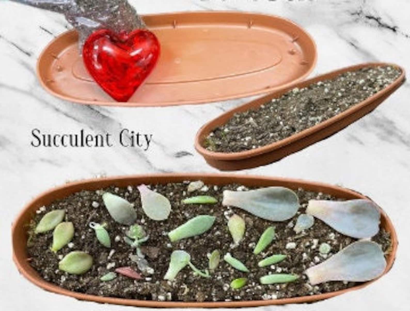 Propagation Pod / Succulent Plant Starters / With or Without Soil Kits ...