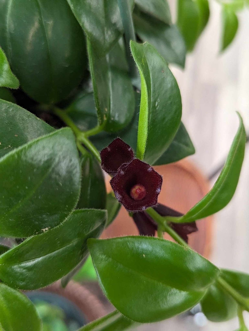 Beautiful Live Mona Lisa Lipstick Plant in Multiple Sizes With Free ...