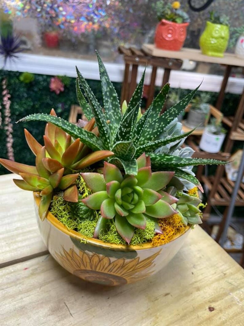 Sunflower Bowl Planter With Live Succulent Kit Live Plants - Etsy