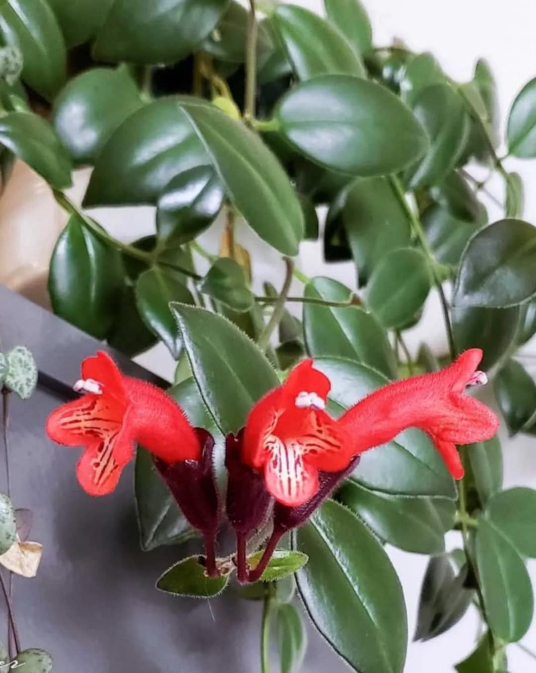 Beautiful Live Mona Lisa Lipstick Plant in Multiple Sizes With Free ...