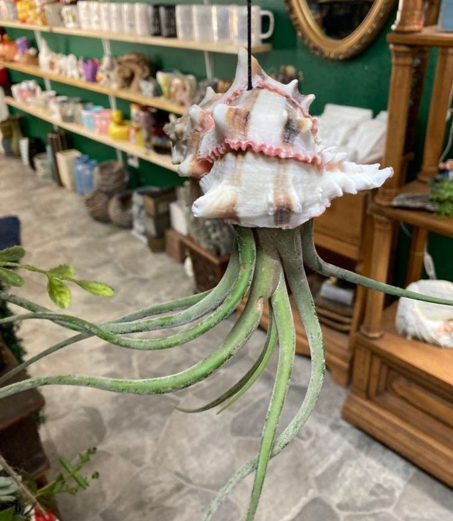 Sea Shell Air Plant/ Live House Plant or Outdoor/ Office Gift/ W/care ...