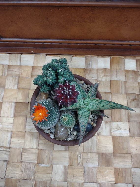 Cactus Garden In A Bowl