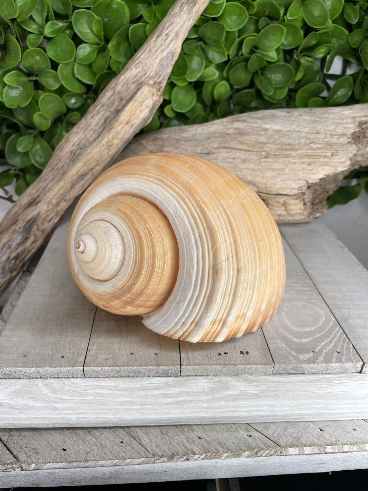 Sea Snails Without Shells