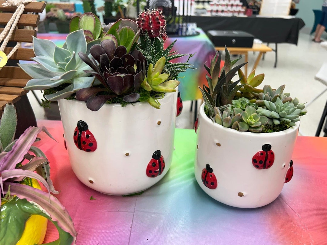 Ceramic Ladybug Planters With or Without Live Succulent Kit Available ...