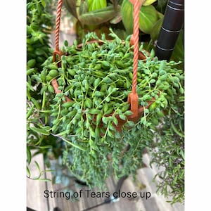 Live Plant Hair for Head Planters / Trailing / Dangling / Free Shipping ...