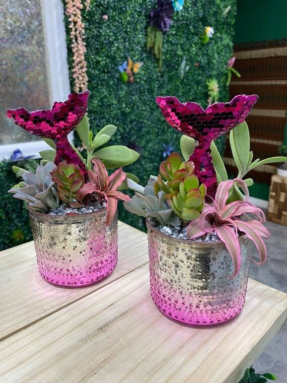 Beautiful Mermaid Planter w/Tail DIY Kit Live Plants | Etsy