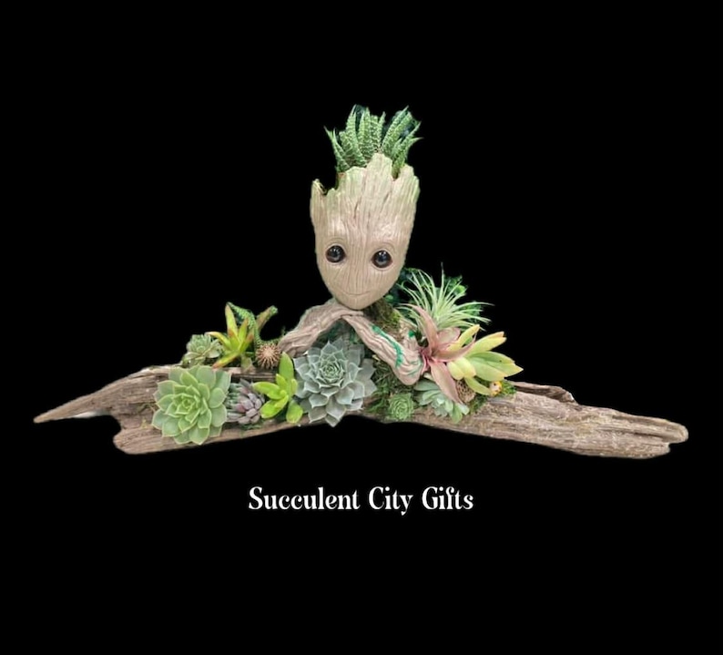 Baby Groot on Driftwood With Live Succulent Arrangement / Marvel ...