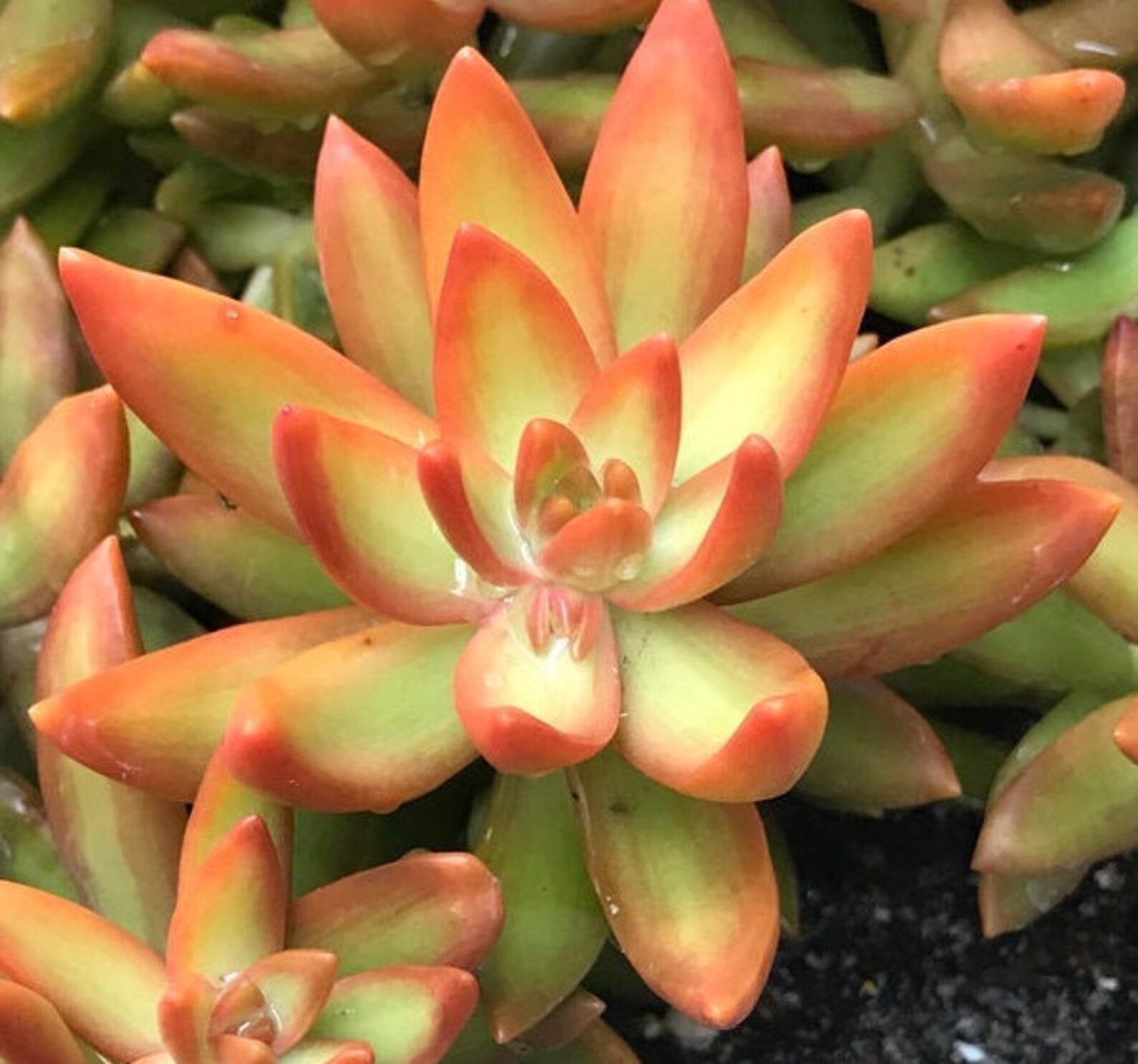 Sedum Firestorm Succulent 2 Pot Live Plants Easy | Etsy