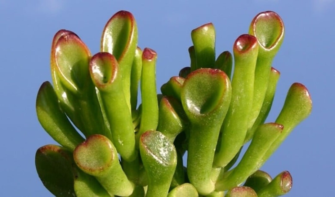 Ogre Ears Jade 2 Pot Live Plants Easy Plant Low - Etsy Canada
