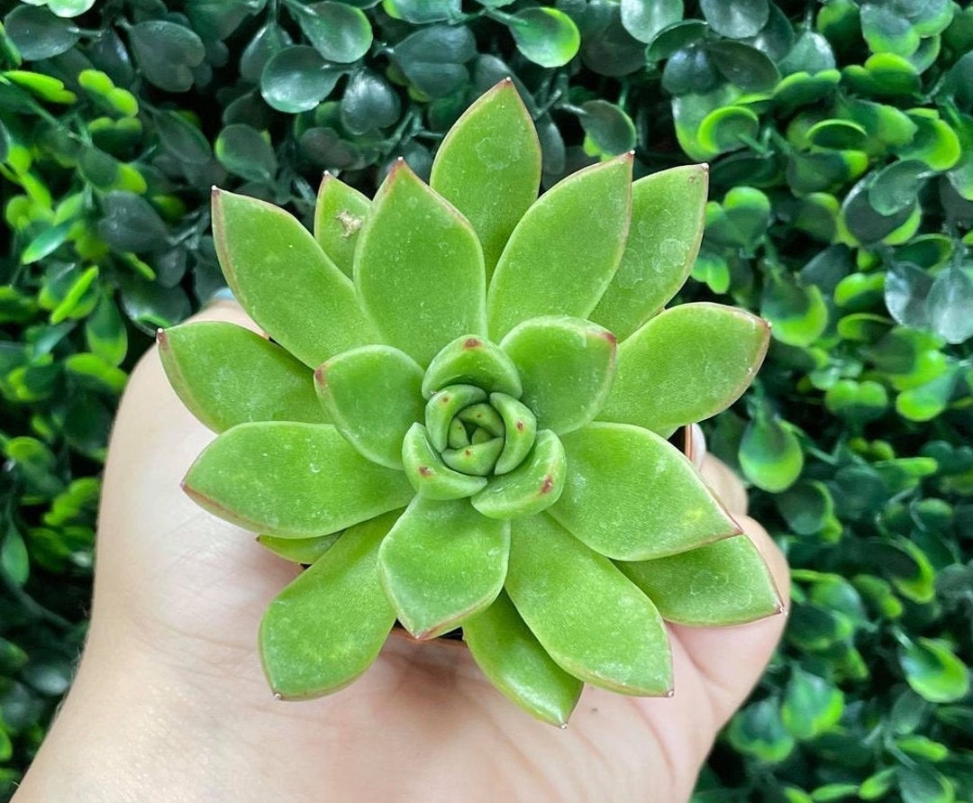 Lipstick Echeveria Succulent 2 Pot Live Plants Easy Plant Potted Low ...