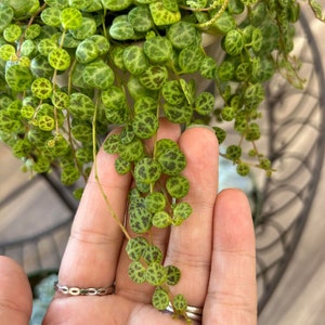 RARE Live String of Turtles Succulent Available in Multiple Sizes ...