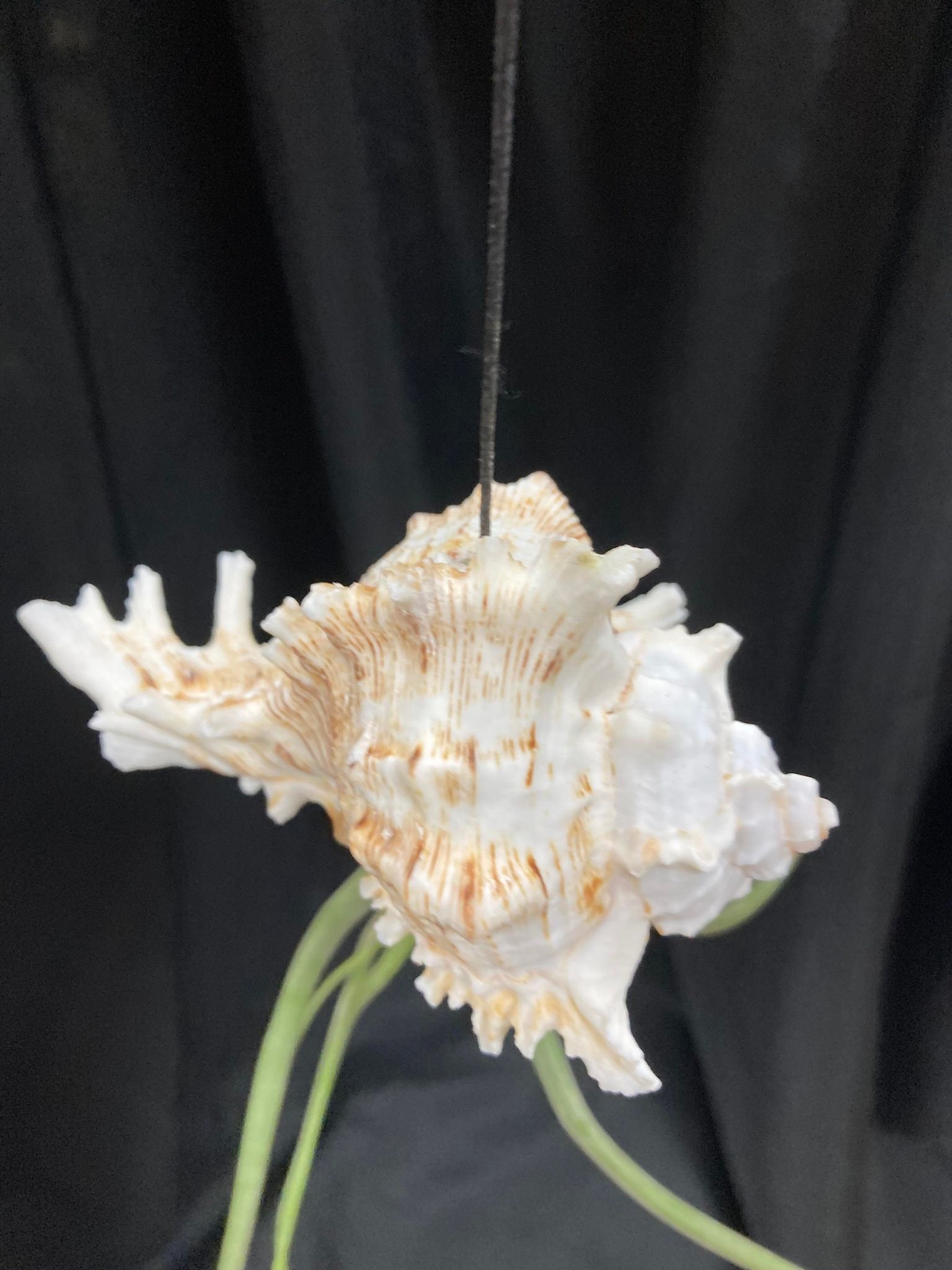 Sea Shell Air Plant/ Live House Plant or Outdoor/ Office Gift/ W/care ...