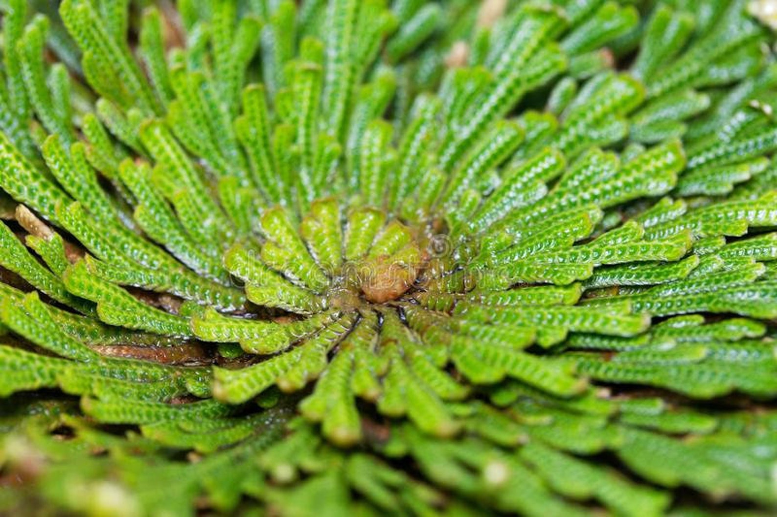Resurrection Plant / Rose of Jericho / Live House Plant or Outdoor ...