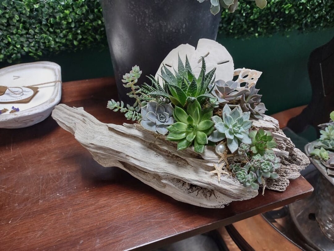 Nautical Driftwood Succulent Arrangement: Live Indoor Plants - Etsy