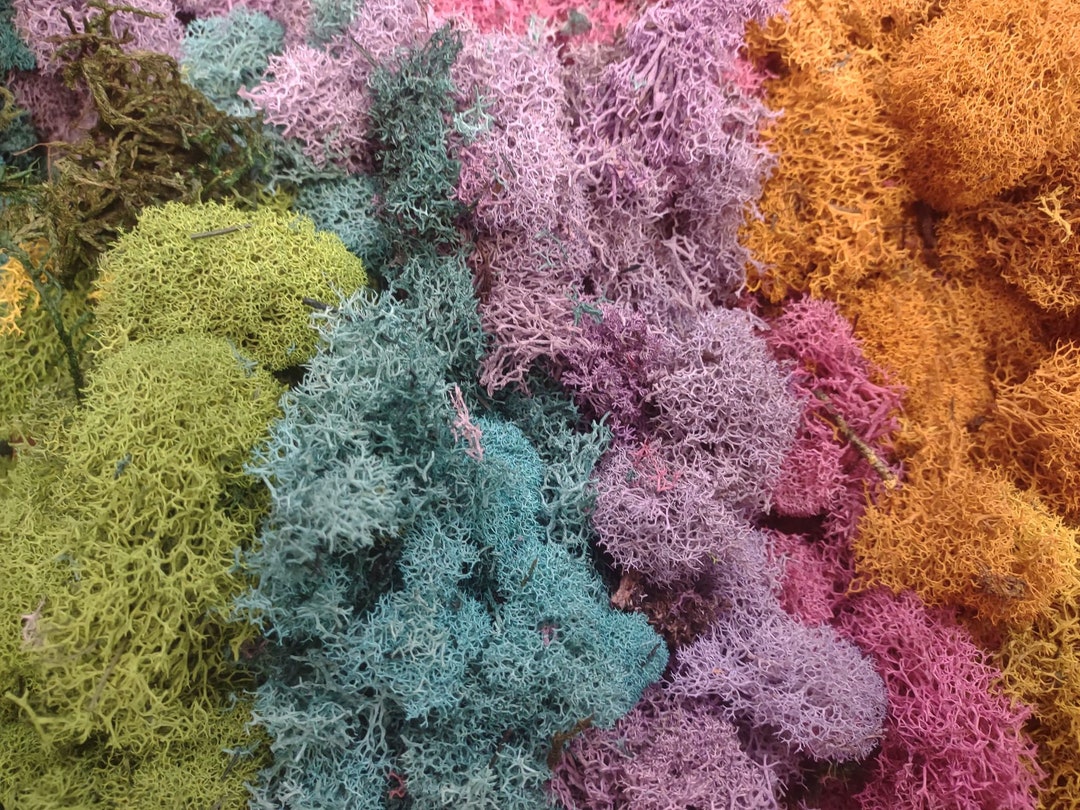 Super Moss Mixtures in 3 Sizes / Includes 7 Colors / Reindeer & Forest ...